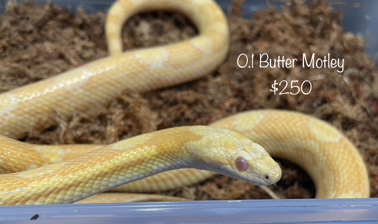 Butter Motley Corn Snake by Pokersnake’s - MorphMarket