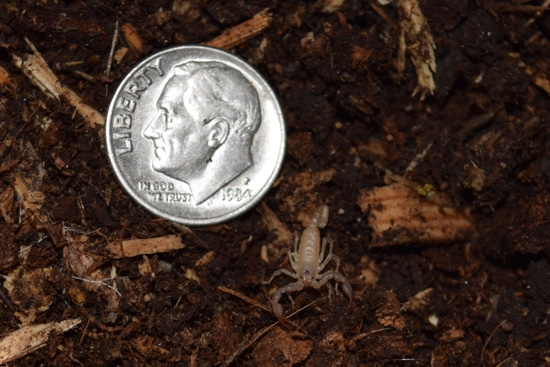 Hatchling Cali. Forest Scorpion CB by Polished Exotics