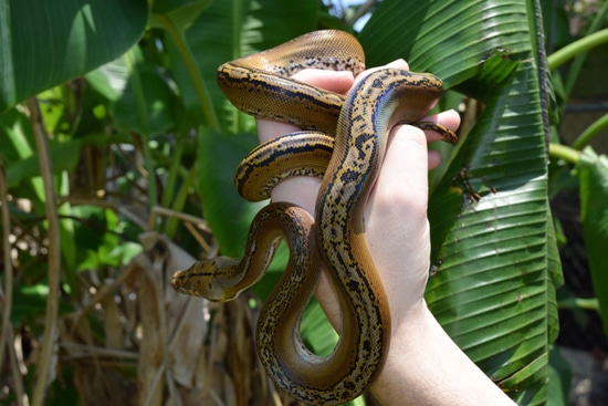 Marble Motley Pos Het Albino Retic Reticulated Python by Polished Exotics