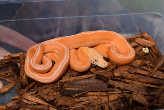 Lavender Albino Goldenchild Sunfire Reticulated Python by Polished Exotics