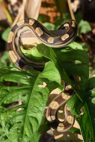 Motley True Red-Tailed Boa Constrictor by Polished Exotics