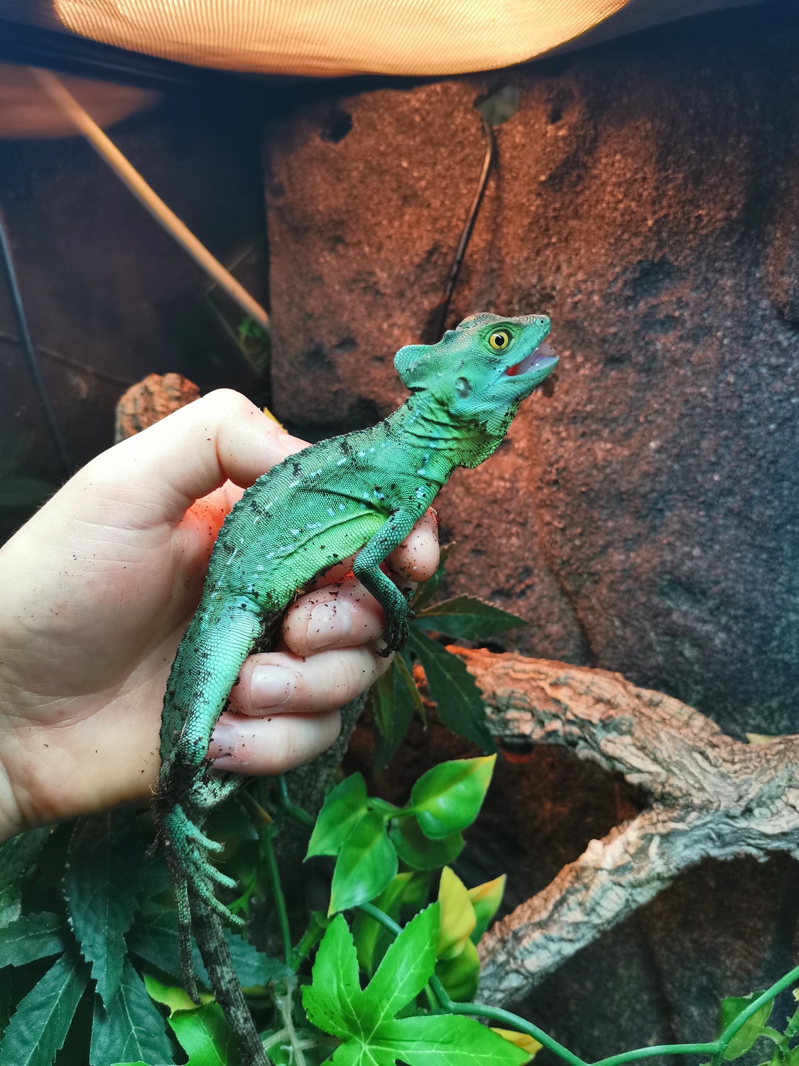 Cb21 Green Basilisk More Lizard by Dragon Aquatics - MorphMarket