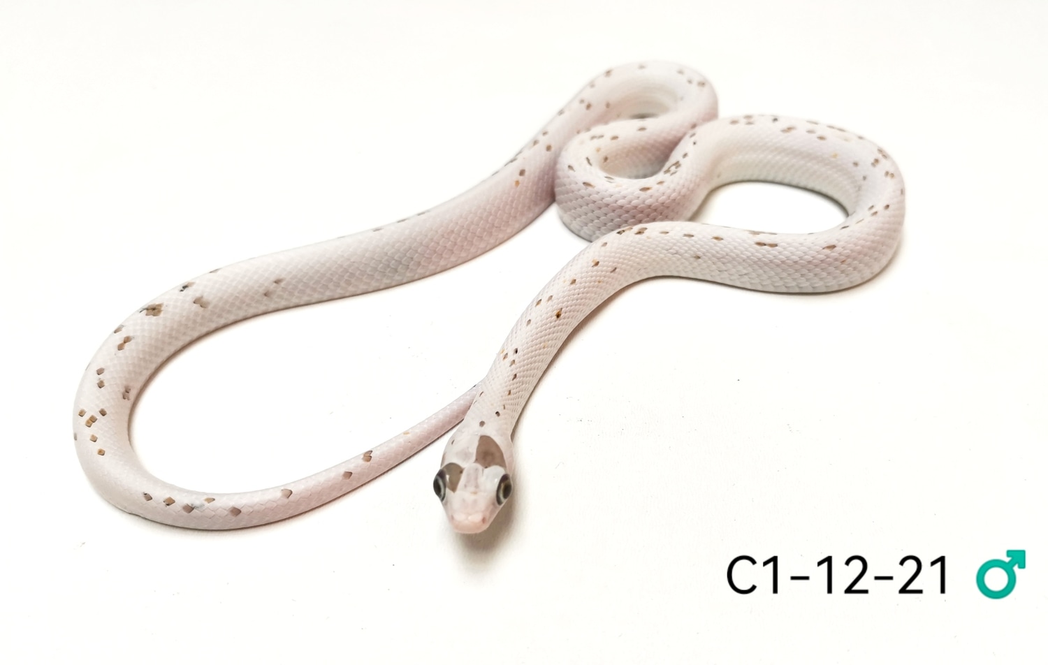 Caramel Palmetto 66%het Amel (Very Slight Bug Eye) Corn Snake by Dragon ...