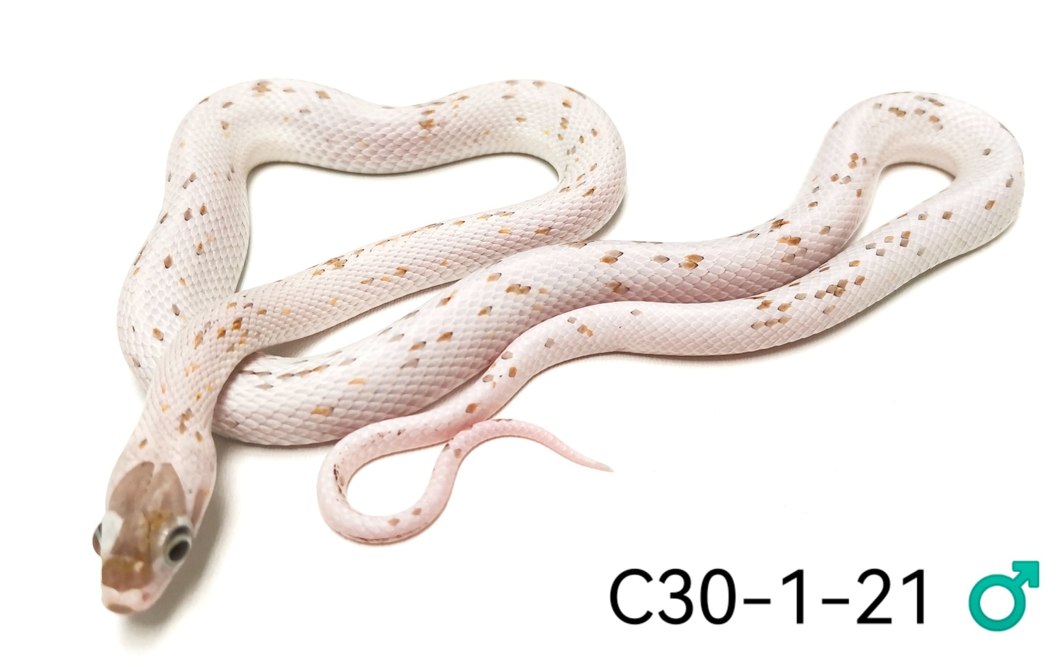 Caramel Palmetto 66%het Amel (Very Slight Bug Eye) Corn Snake by Dragon ...