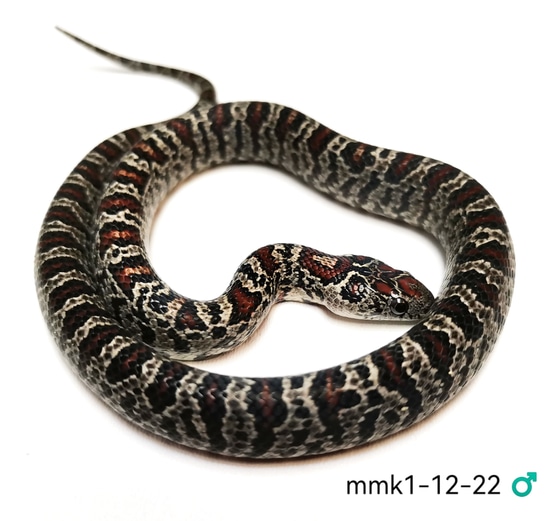 Granite Mex Mex King Snake San Luis Potosi Kingsnake by Dragon Aquatics