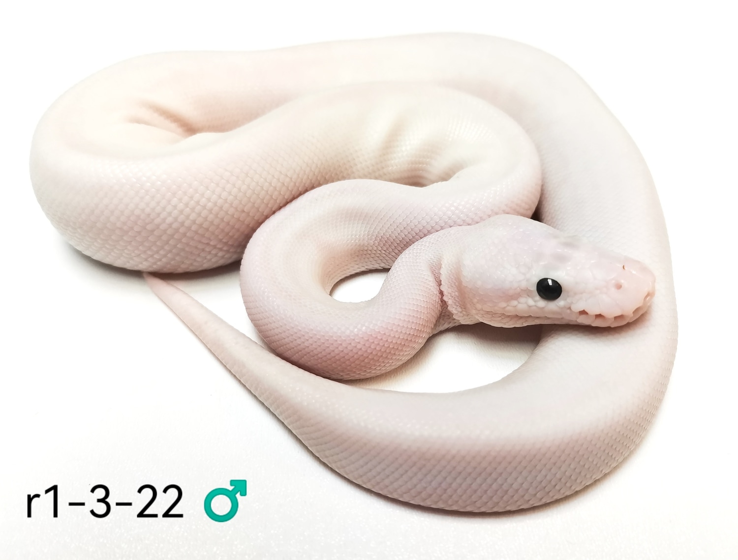 Ivory Ball Python by Dragon Aquatics - MorphMarket