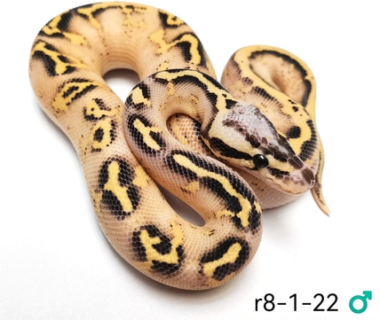 Dragon Aquatics - MorphMarket