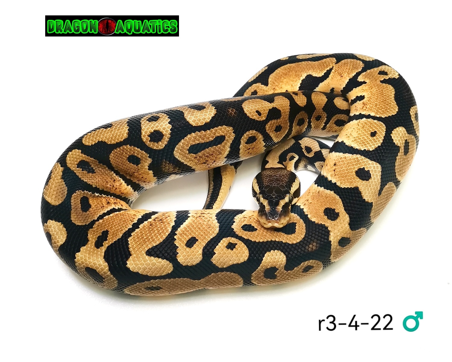Pastel Het Monarch Het Albino Ball Python by Dragon Aquatics - MorphMarket
