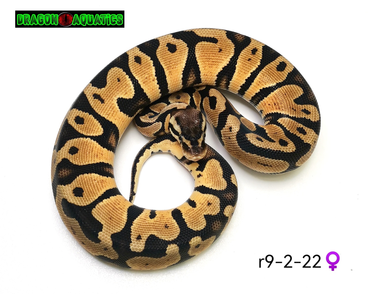 Pastel Yellowbelly/asphalt Ball Python by Dragon Aquatics - MorphMarket