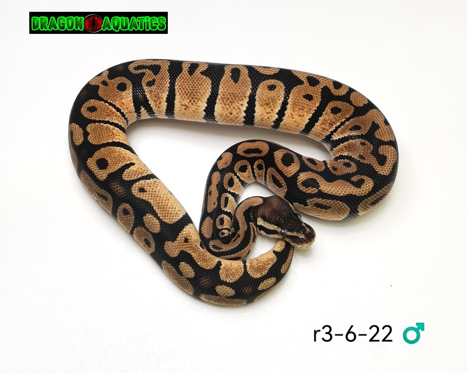 Pastel Double Het Monarch, Albino Ball Python by Dragon Aquatics ...