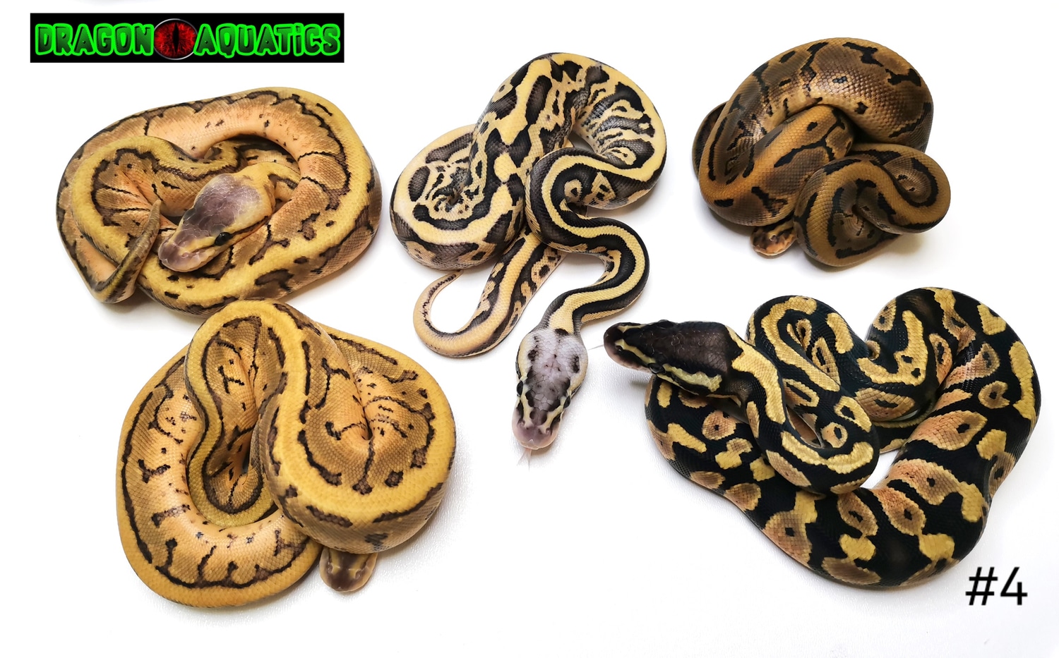 Ball Python Clutch: 4 by Dragon Aquatics - MorphMarket