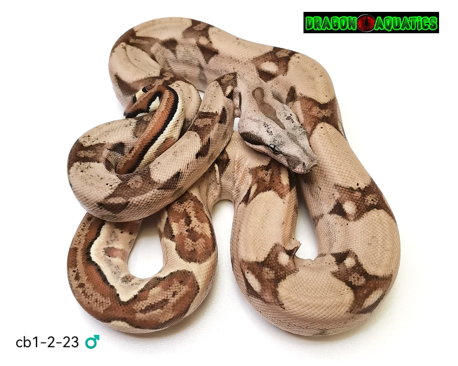 Hypo Boa Het Sharp Albino Boa Constrictor by Dragon Aquatics - MorphMarket