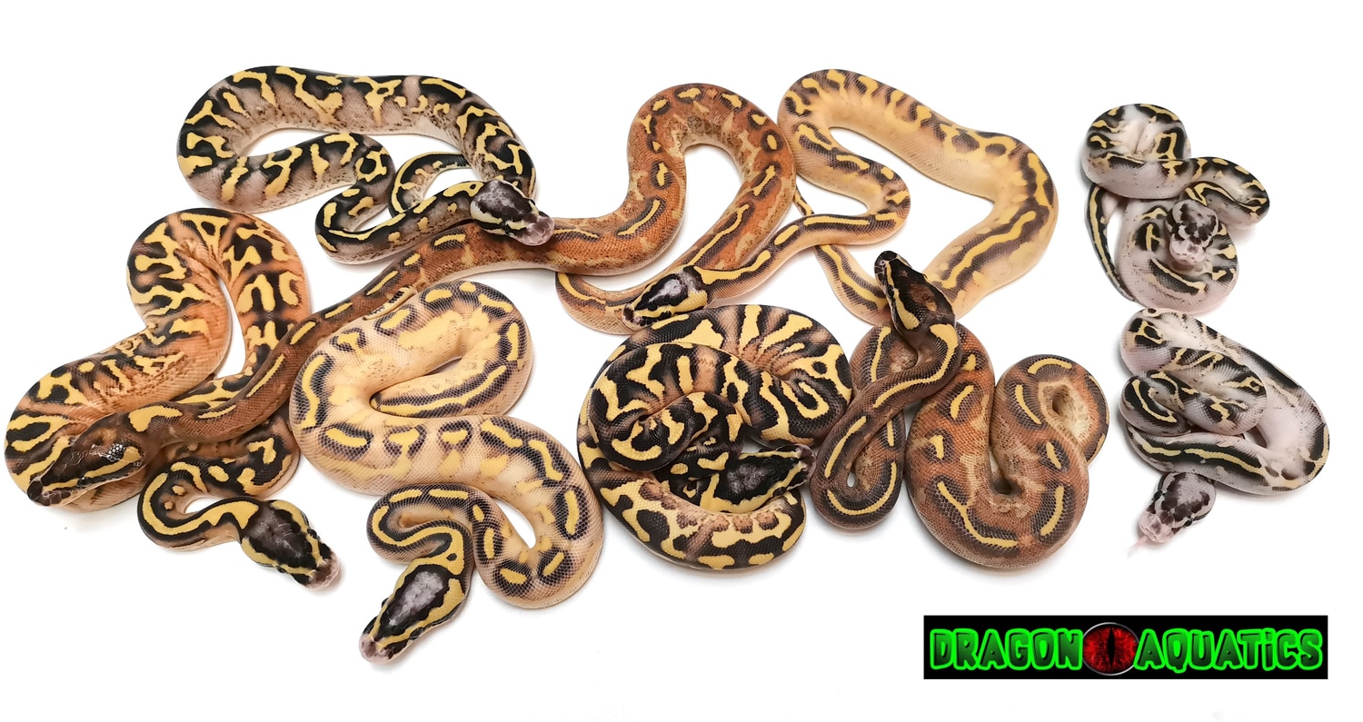 Ball Python Clutch: 3 by Dragon Aquatics - MorphMarket