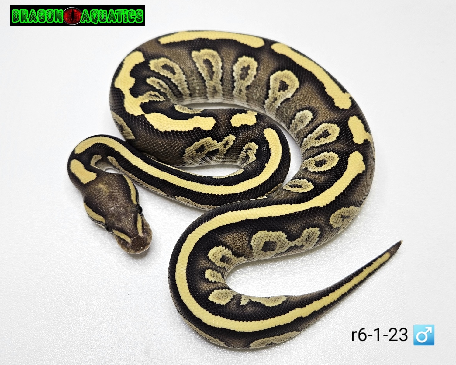Mojave/Phantom Chocolate Het Hypo Ball Python by Dragon Aquatics ...