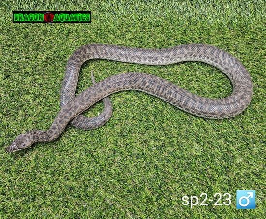 Spotted Python Het Granite by Dragon Aquatics