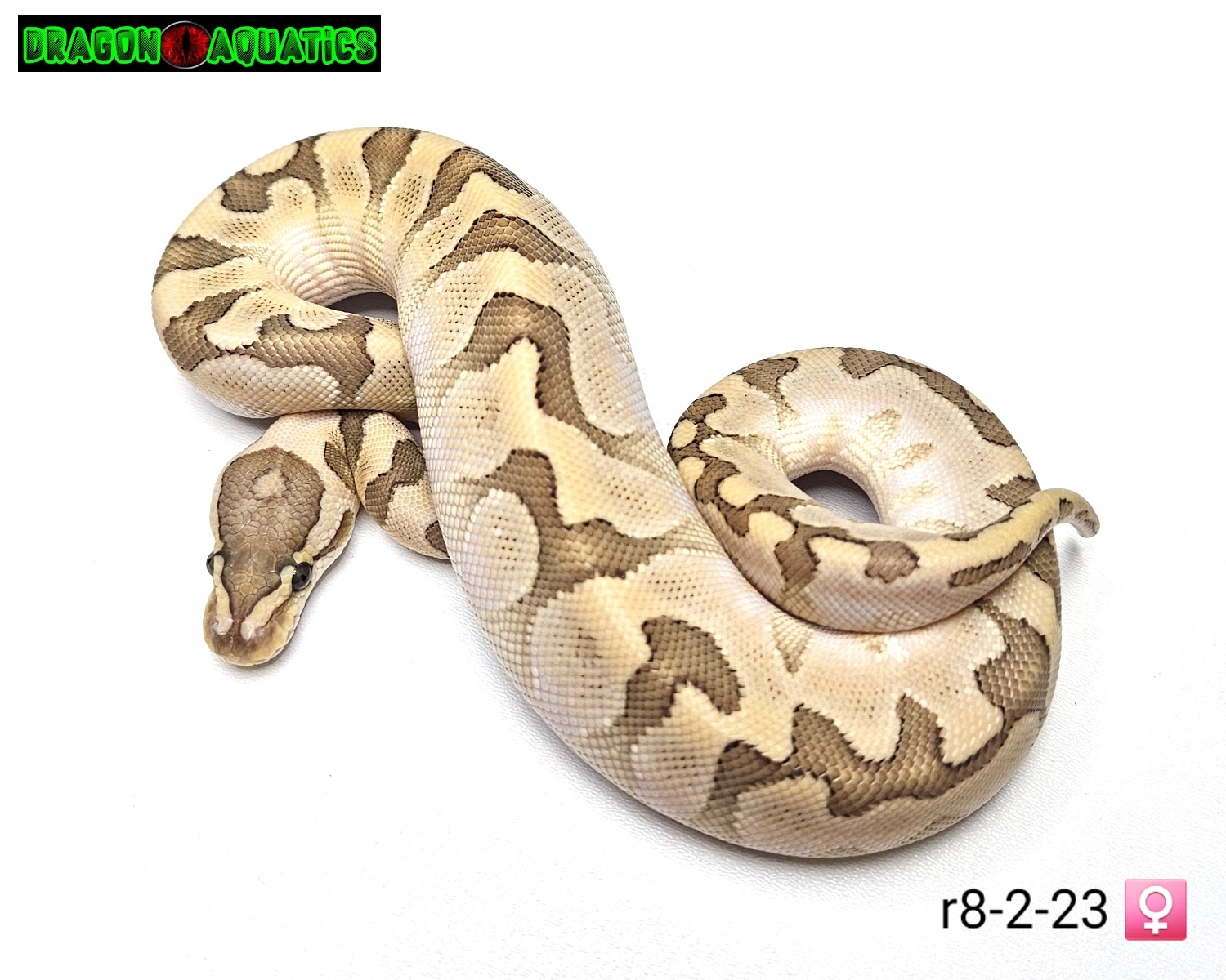 Bamboo Enchi Het Clown Ball Python by Dragon Aquatics - MorphMarket
