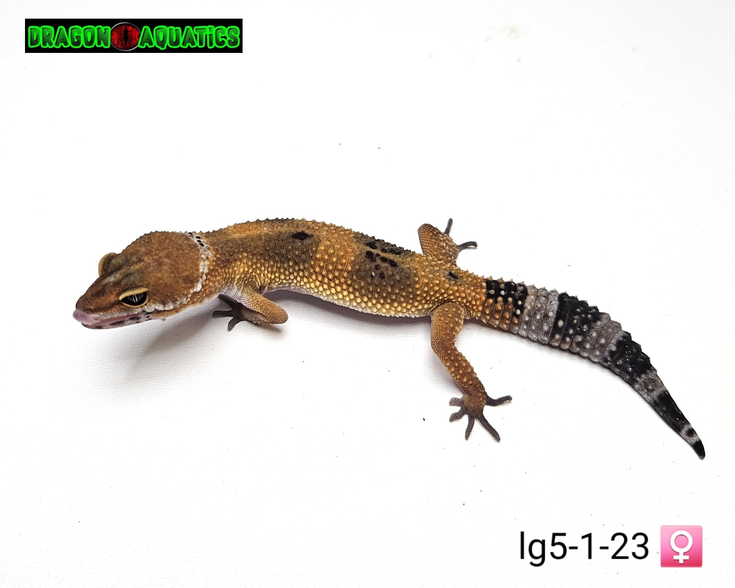 Leopard Gecko by Dragon Aquatics - MorphMarket