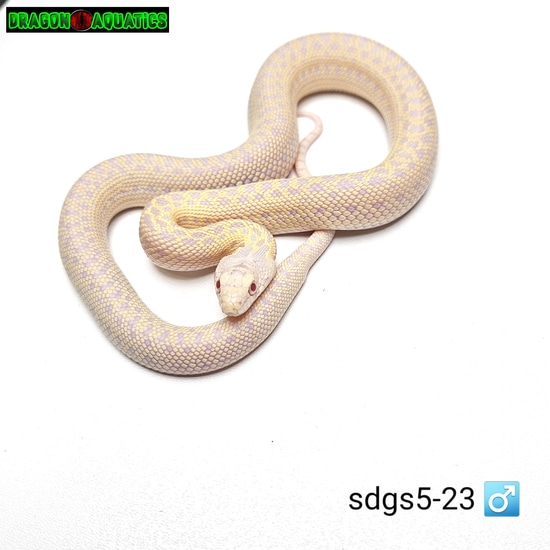 Albino Envy Snow San Deigo Gopher Snake by Dragon Aquatics