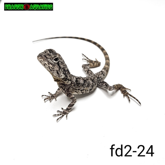 Indonesian Frilled Dragon Frilled Lizard by Dragon Aquatics