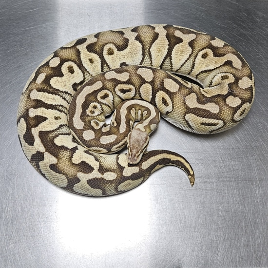 Pastel Lesser Het Clown Ball Python by Dragon Aquatics