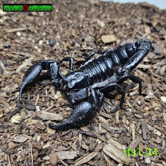 Thai Forest Scorpion Heterometrus Loacticus by Dragon Aquatics