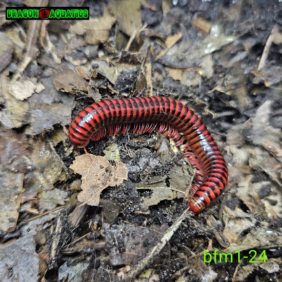 Black Fire Millipedes Centrolobus Fulgidus (4 Available) by Dragon Aquatics