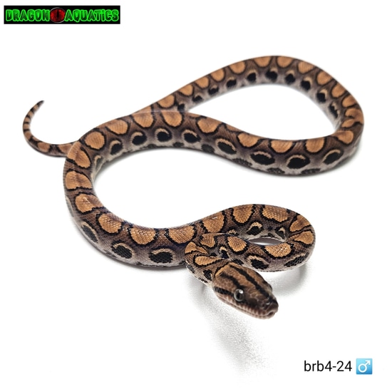 Brazilian Rainbow Boa by Dragon Aquatics