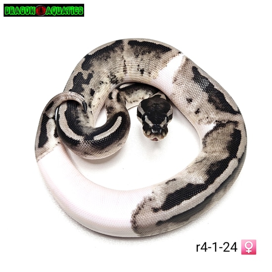 Axanthic (VPI) Piebald Ball Python by Dragon Aquatics