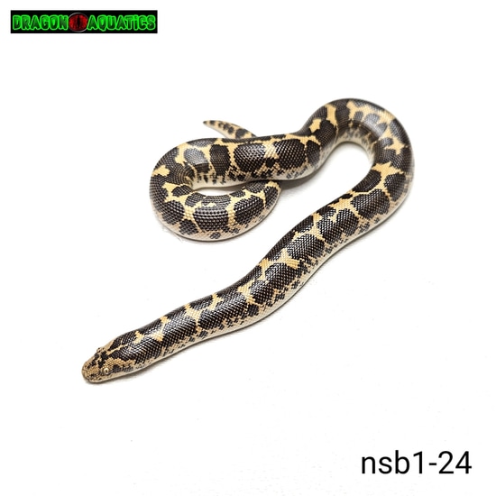 Normal Sand Boa Kenyan Sand Boa by Dragon Aquatics