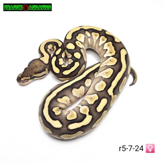Lesser Het Clown Ball Python by Dragon Aquatics