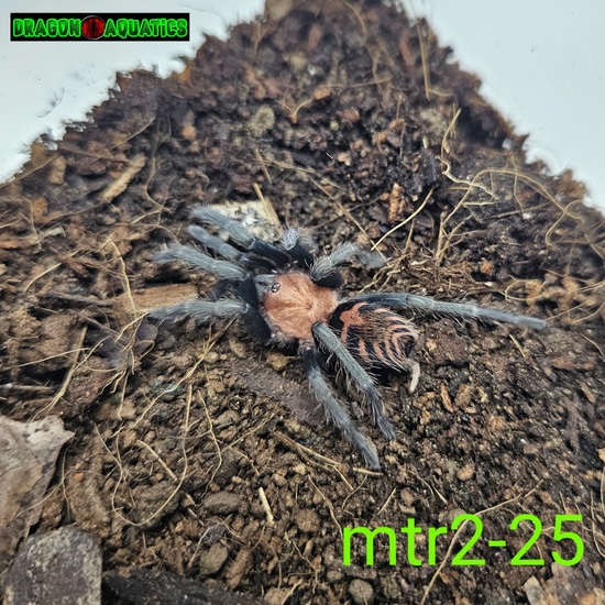 Mexican Tiger Rump Davus Pentaloris Tarantula by Dragon Aquatics