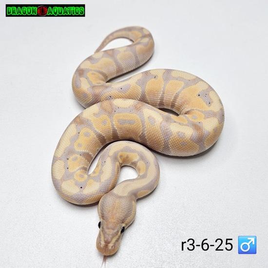 Banana 66% Het Clown Ball Python by Dragon Aquatics