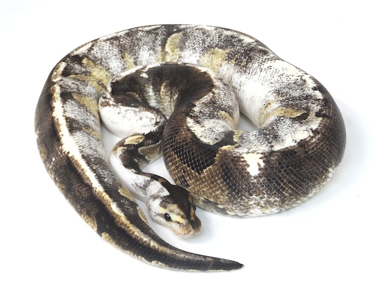 Chimera W/ Split Body Pattern - Paradox Ball Python by Polyamorous Ball ...