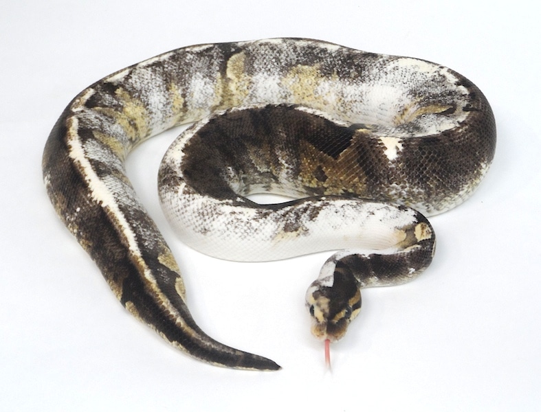 Chimera W/ Split Body Pattern - Paradox Ball Python by Polyamorous Ball ...