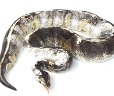 Chimera W/ Split Body Pattern - Paradox Ball Python by Polyamorous Ball ...