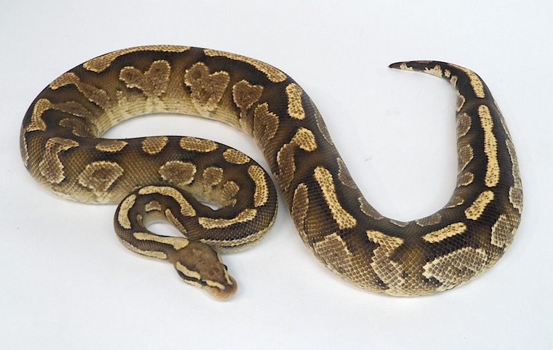 Huffman YB Fire Ball Python by Polyamorous Ball Pythons - MorphMarket