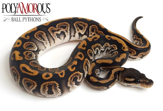 Super Huffman Pos Het Ghost Ball Python by Polyamorous Ball Pythons