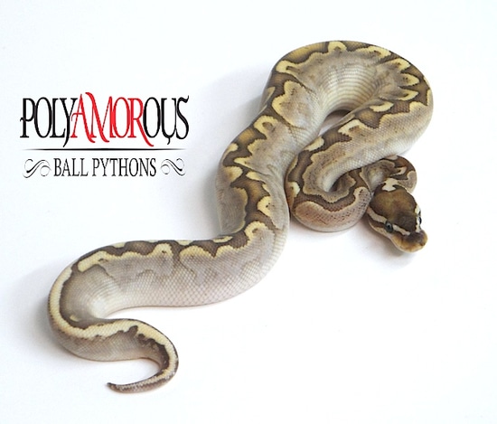 Bamboo Trick Ball Python by Polyamorous Ball Pythons