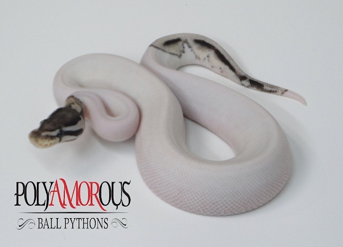 VPI Axanthic Black Pastel Fire Piebald Ball Python by Polyamorous Ball ...