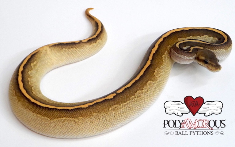 Super Huffman Mojave Fire Possible Yellow Belly Ball Python by ...
