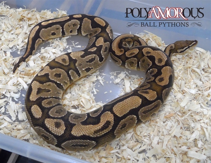 Huffman Fire Ball Python by Polyamorous Ball Pythons - MorphMarket