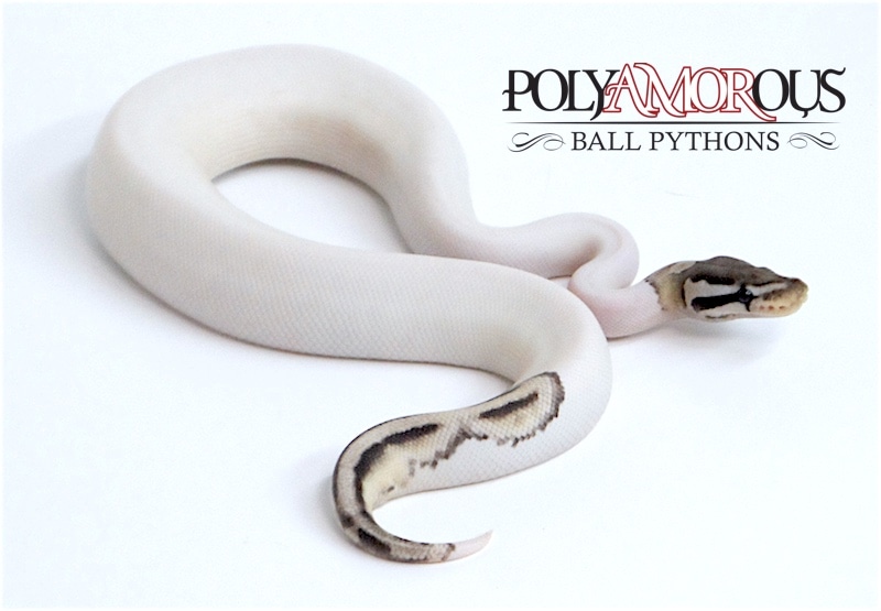VPI Axanthic Black Pastel Fire Piebald Ball Python by Polyamorous Ball ...