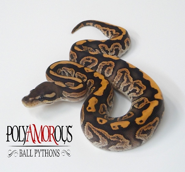Super Huffman Fire Ball Python by Polyamorous Ball Pythons - MorphMarket