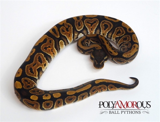 Huffman Het Ghost Ball Python by Polyamorous Ball Pythons