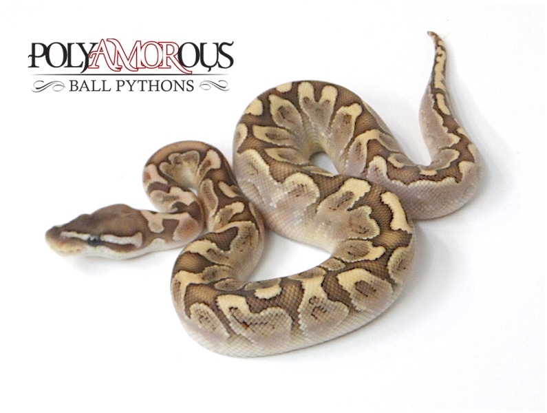 Bamboo Het Clown 66% Pos Het Pied Ball Python by Polyamorous Ball ...