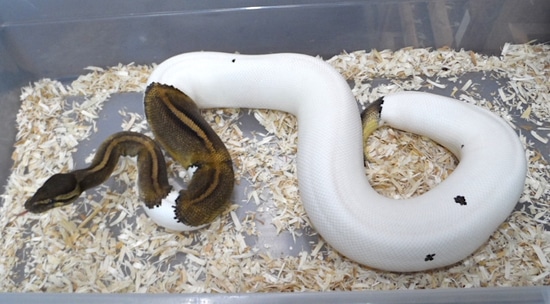 Black Pastel Pied Het VPI Axanthic Ball Python by Polyamorous Ball Pythons