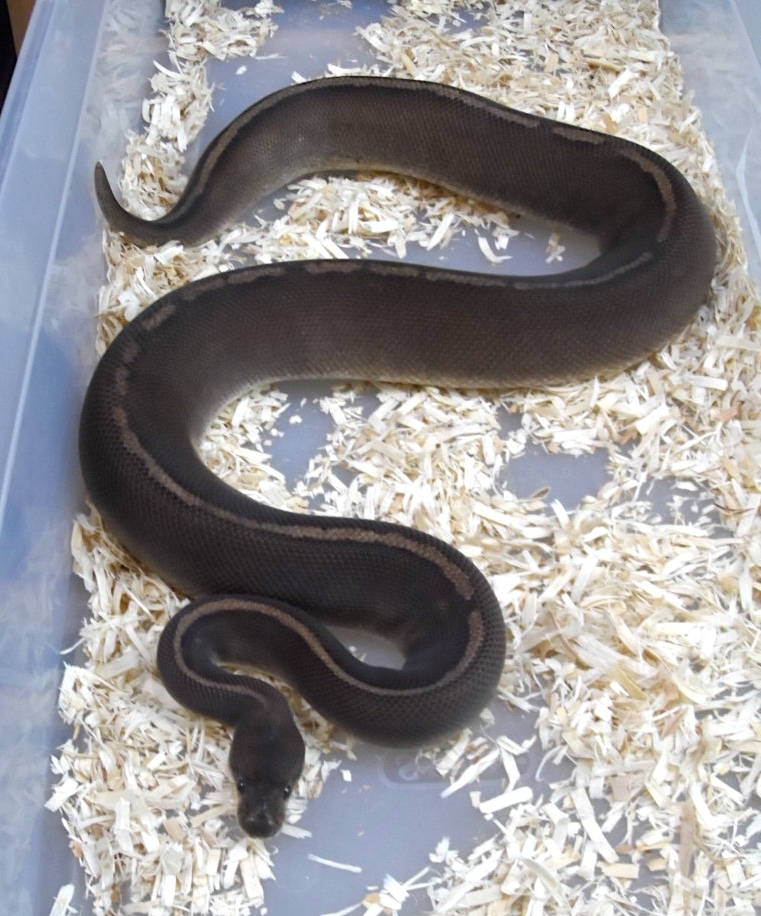 Black Razor Ball Python by Polyamorous Ball Pythons - MorphMarket