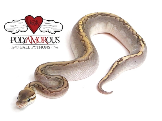 Bamboo Black Pastel 100% DH VPI Axanthic/Pied Ball Python by ...