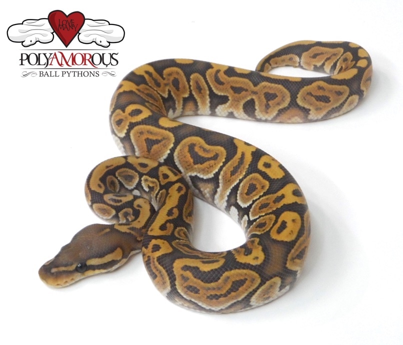 Huffman Ghost 66% Het VPI Axanthic Ball Python by Polyamorous Ball ...