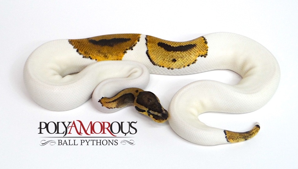 Pied DH VPI Axanthic Clown Ball Python by Polyamorous Ball Pythons ...